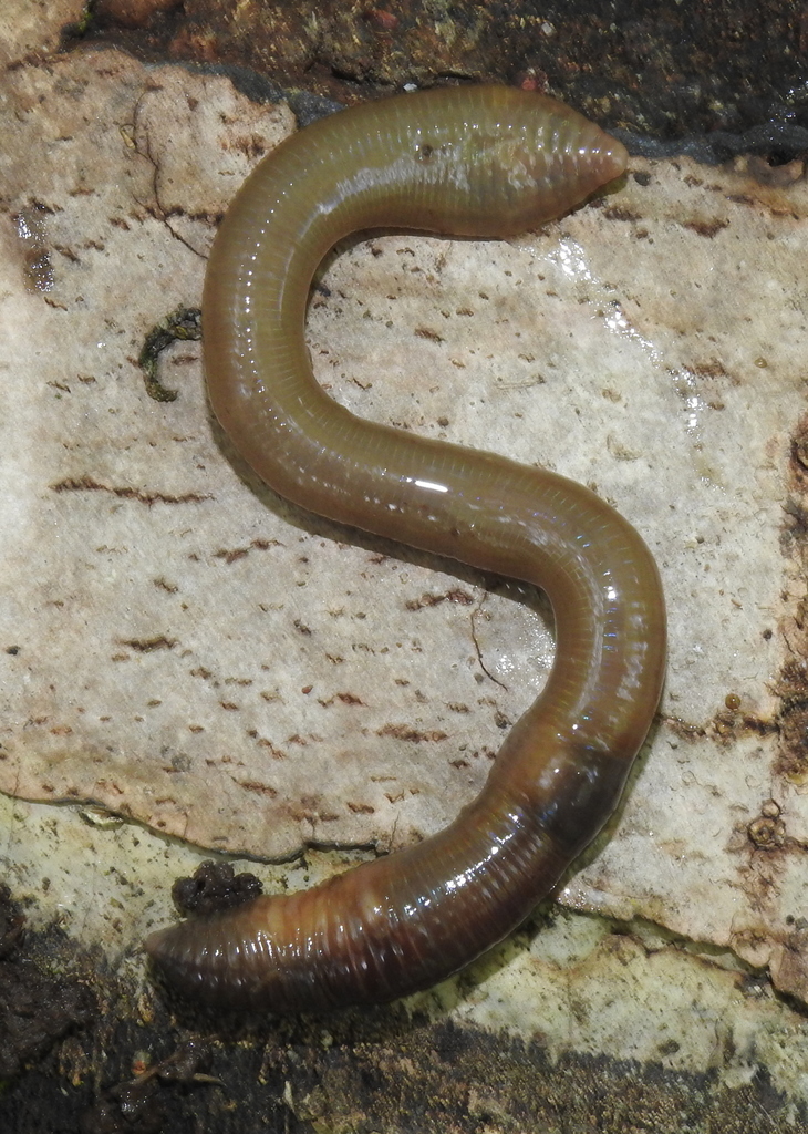 Common Earthworm from Zheleznogorskiy rayon, Kursk, Russia on May 21 ...