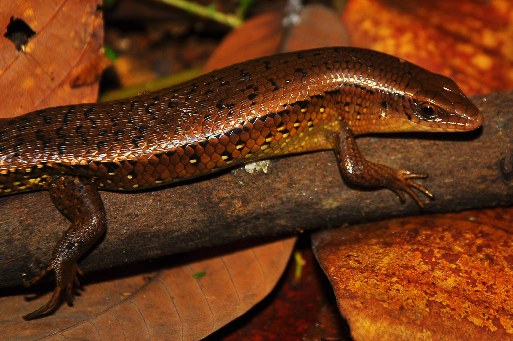 Common Sun Skink (Animals of Penang Hill) · iNaturalist
