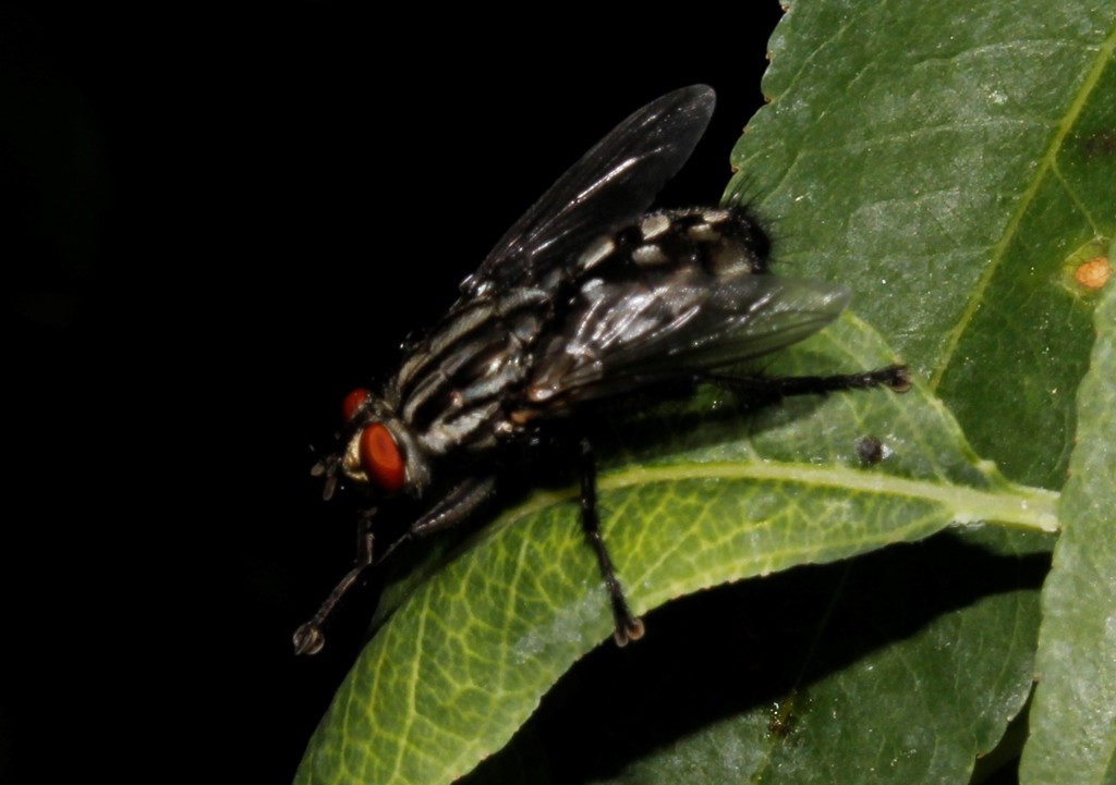 Socral Flesh Fly from North Aegean, Aegean, GR on May 21, 2020 at 02:20 ...