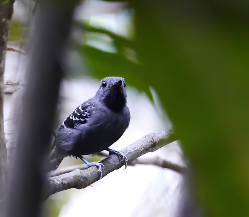Common Scale-backed Antbird (Black-Bibbed) (Subspecies Willisornis ...