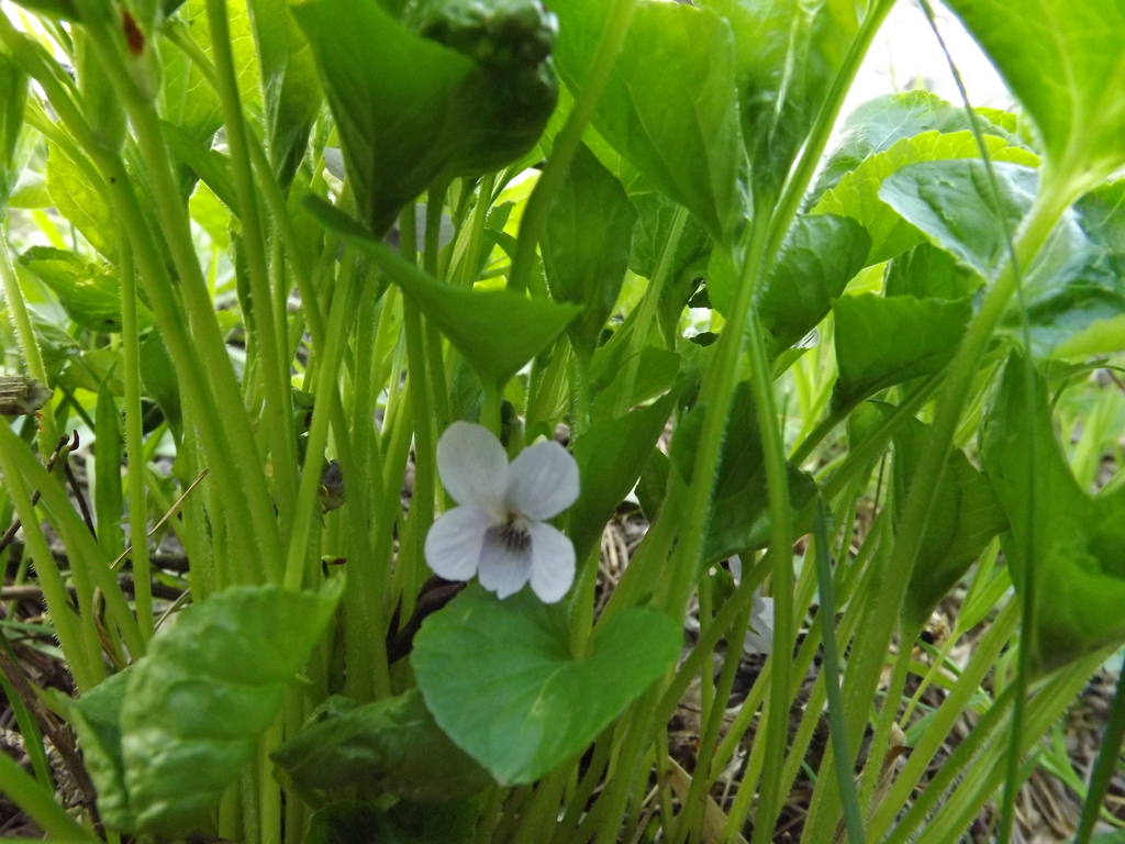 Broad-leaved Violet from Путивль, Сумская область, Украина on April 30 ...