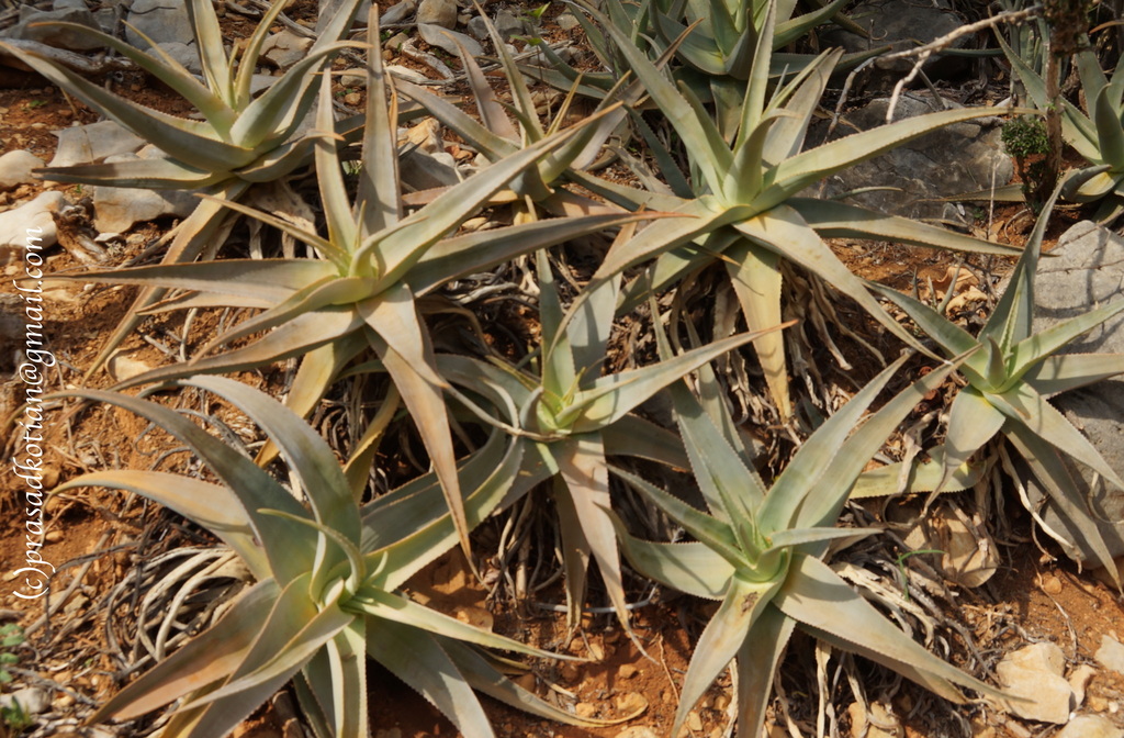 Perry's aloe in February 2014 by prasadkotian. Aloe Socotrana or Aloe ...