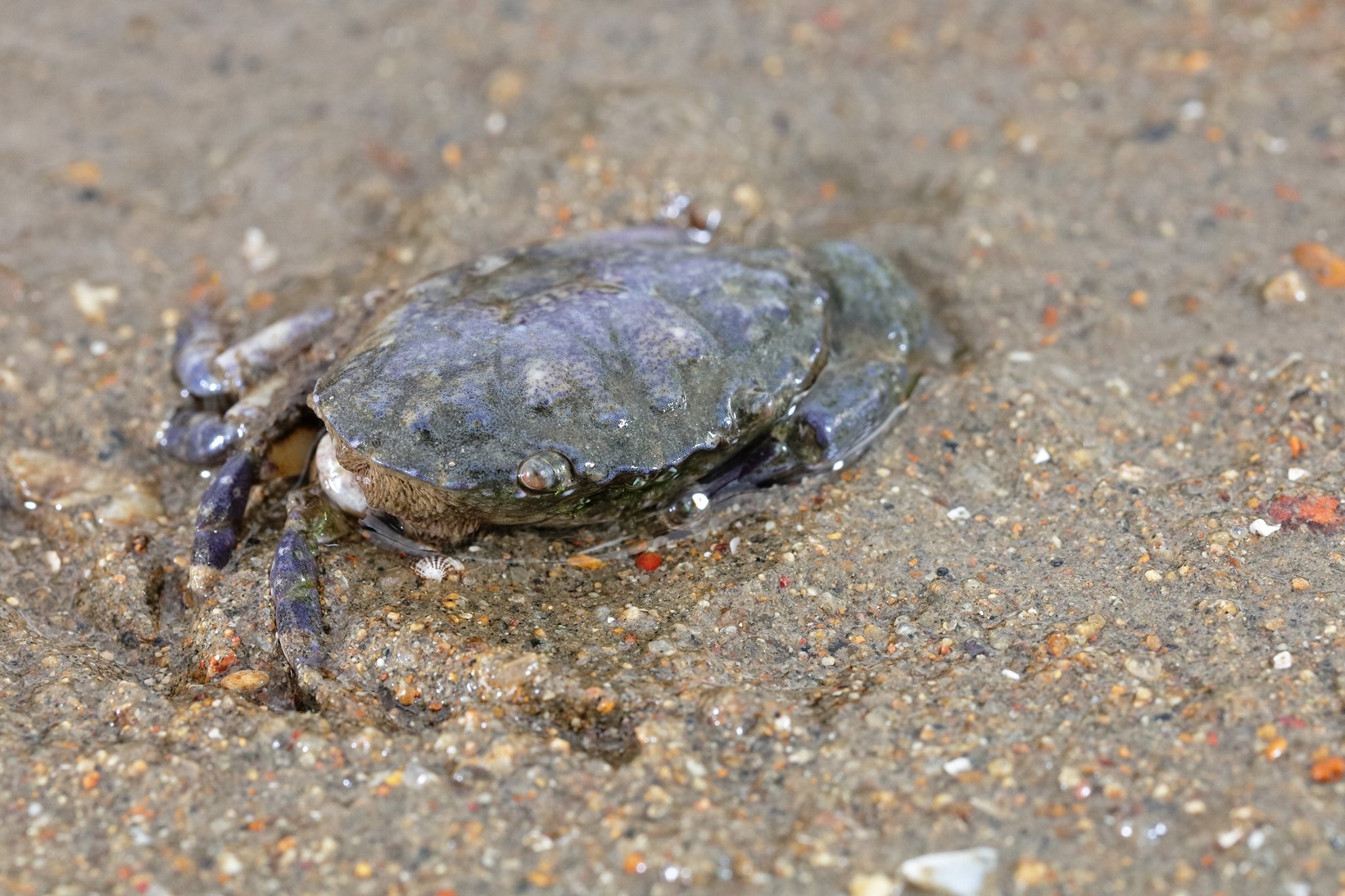 Leptodius sanguineus (H.Milne Edwards, 1834)