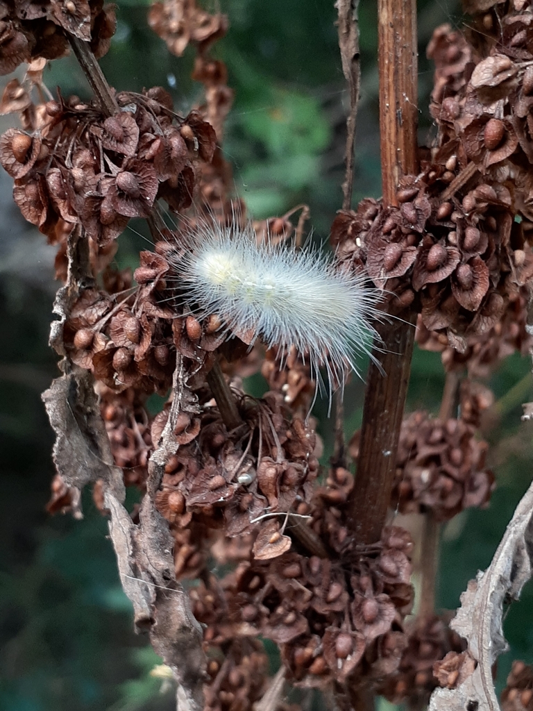 Virginian Tiger Moth from Katy, TX 77450, USA on May 21, 2020 at 05:56 ...
