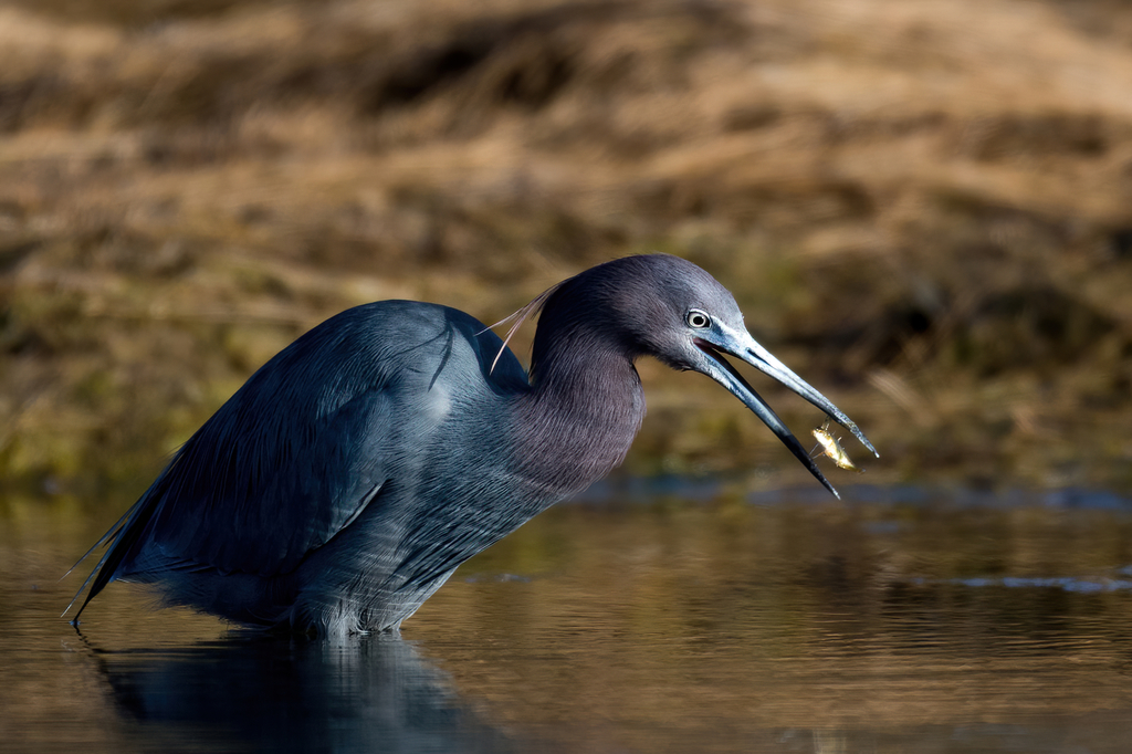 Little Blue Heron (Biodiversity of Eckerd College) · iNaturalist