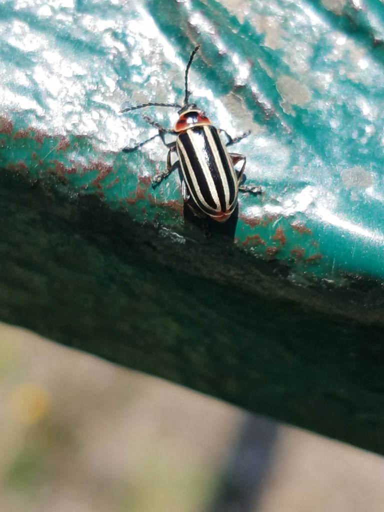 Disonycha from Montour Falls, NY, USA on May 20, 2020 at 01:40 PM by ...