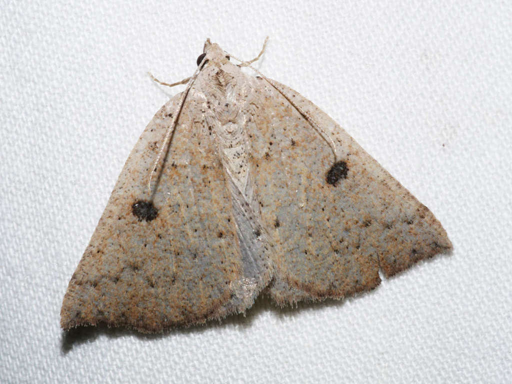 Pointed Cape Moth from Yarra Ranges - Central, AU-VI, AU on April 22 ...