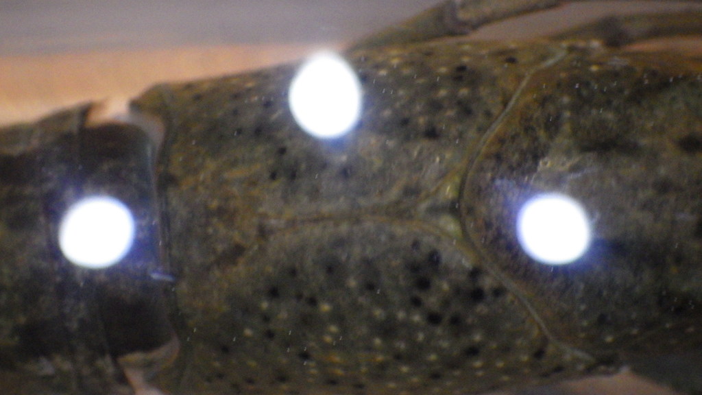 Red Swamp Crayfish from Philadelphia, PA, USA on May 21, 2020 at 09:31 ...