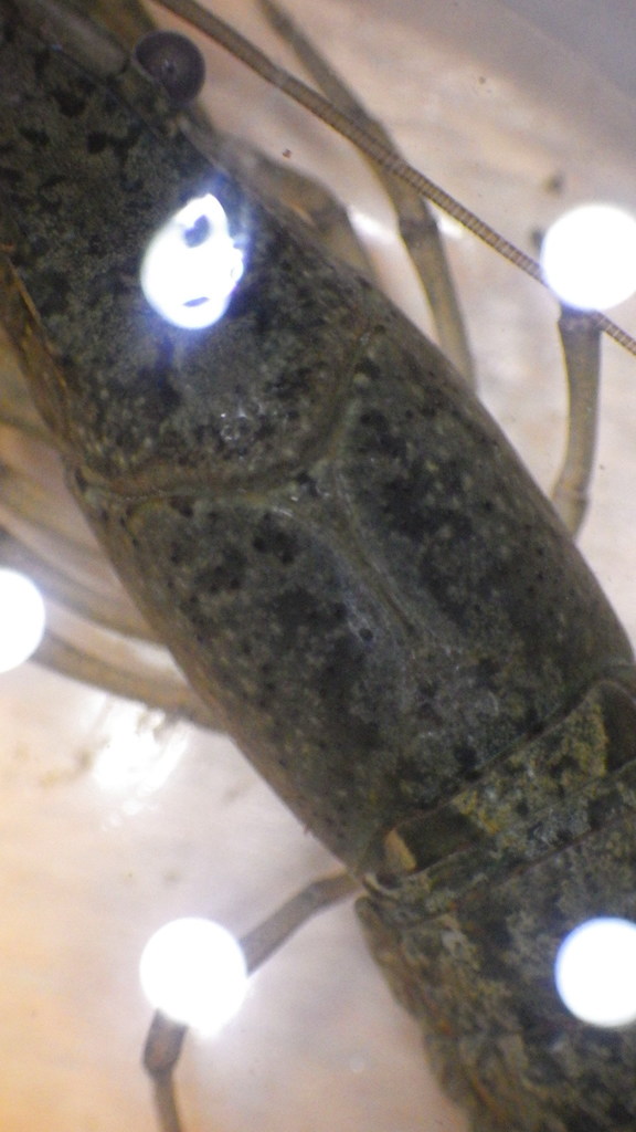 Red Swamp Crayfish from Philadelphia, PA, USA on May 21, 2020 at 09:33 ...