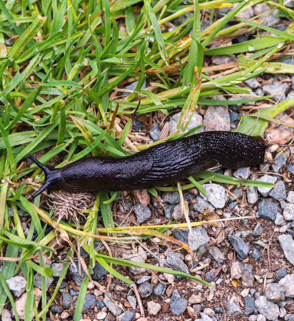 ater-group Arion Slugs from Burnaby, BC, Canada on May 20, 2020 at 08: ...