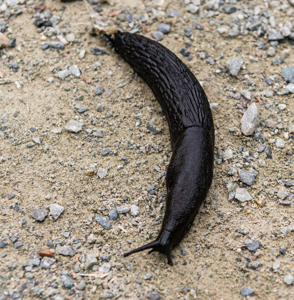 ater-group Arion Slugs from Greater Vancouver, British Columbia, Canada ...