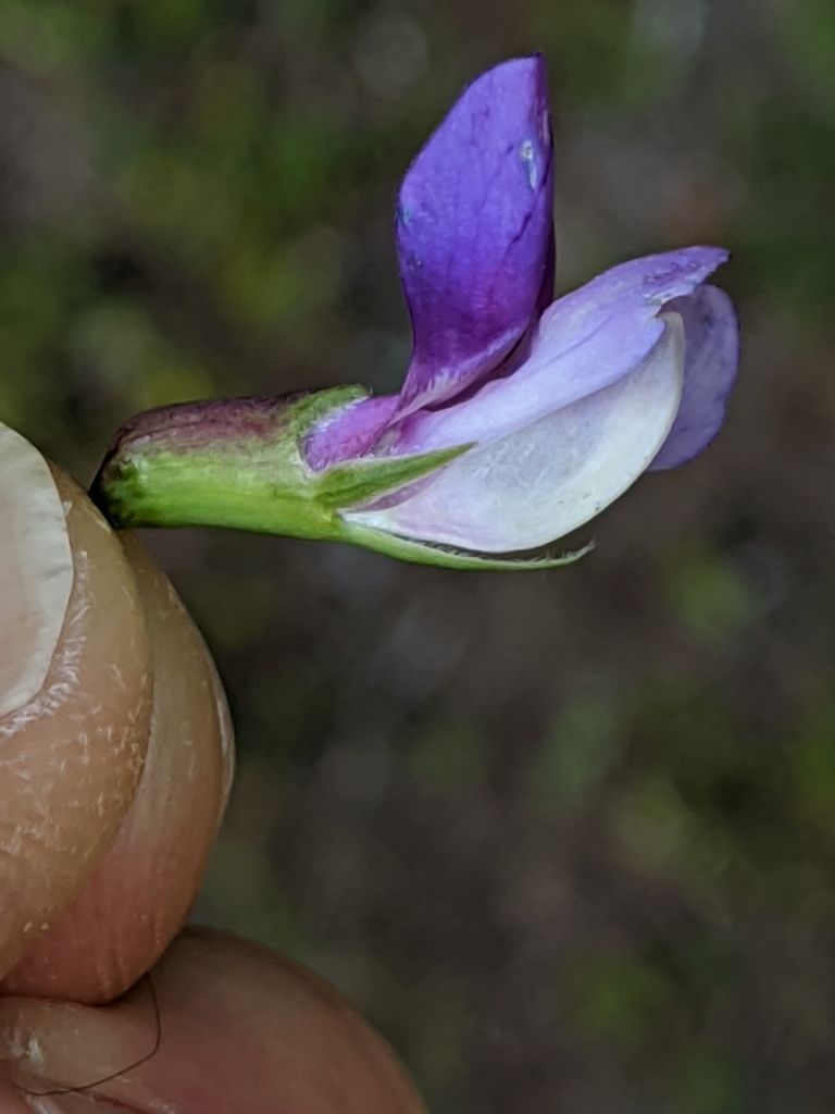Leafy Pea (Lathyrus polyphyllus) - Botanical Realm