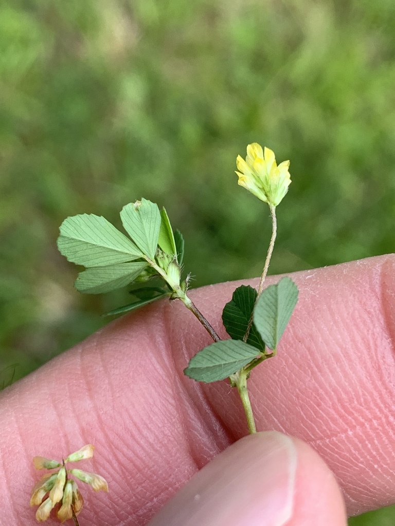Lesser hop trefoil from SR-47, Charlotte, TN, US on May 20, 2020 at 03: ...