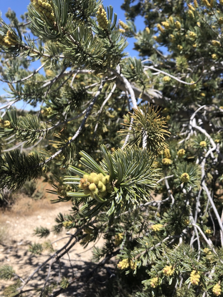 Parry pinyon from Boulevard, CA, US on May 21, 2020 at 01:34 PM by ...
