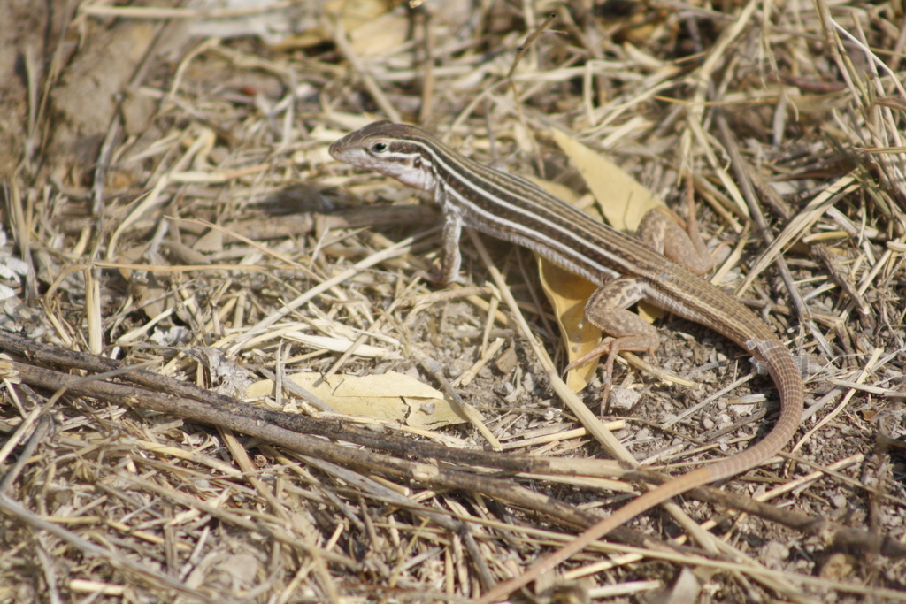 Huico pinto del noreste desde Tlajomulco de Zúñiga, Jal., México el25 ...