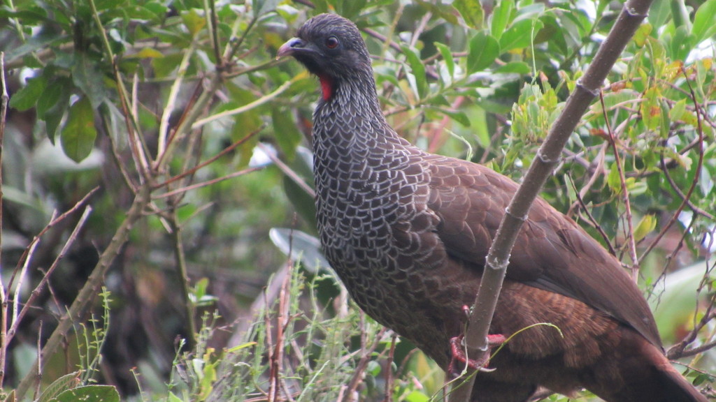 Andean Guan from San Miguel de Urcuqui, Ecuador on March 2, 2019 by ...
