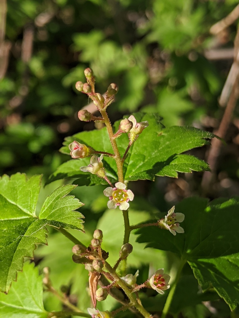 skunk currant (Biodiversity Guide to William Bog, Thunder Bay ...