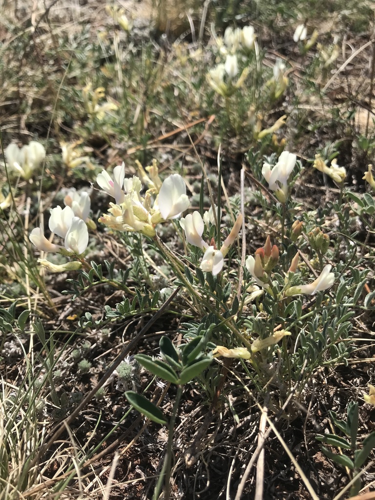 Astragalus ionae from Иркутская область, RU on May 22, 2020 at 11:54 AM ...