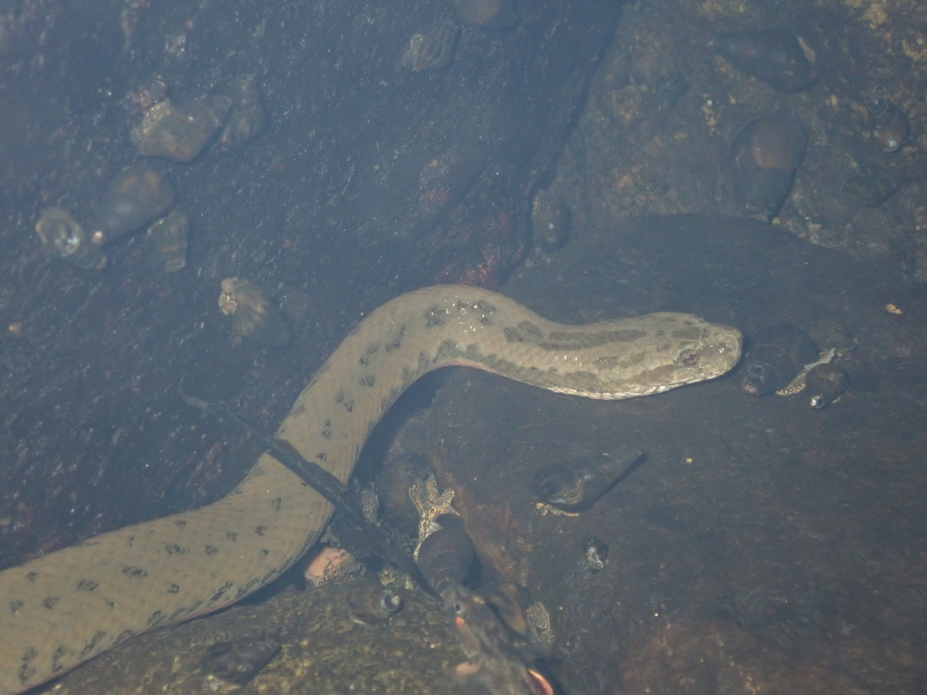 Chinese Water Snake from Lam Tsuen, Hong Kong on April 18, 2020 at 08: ...