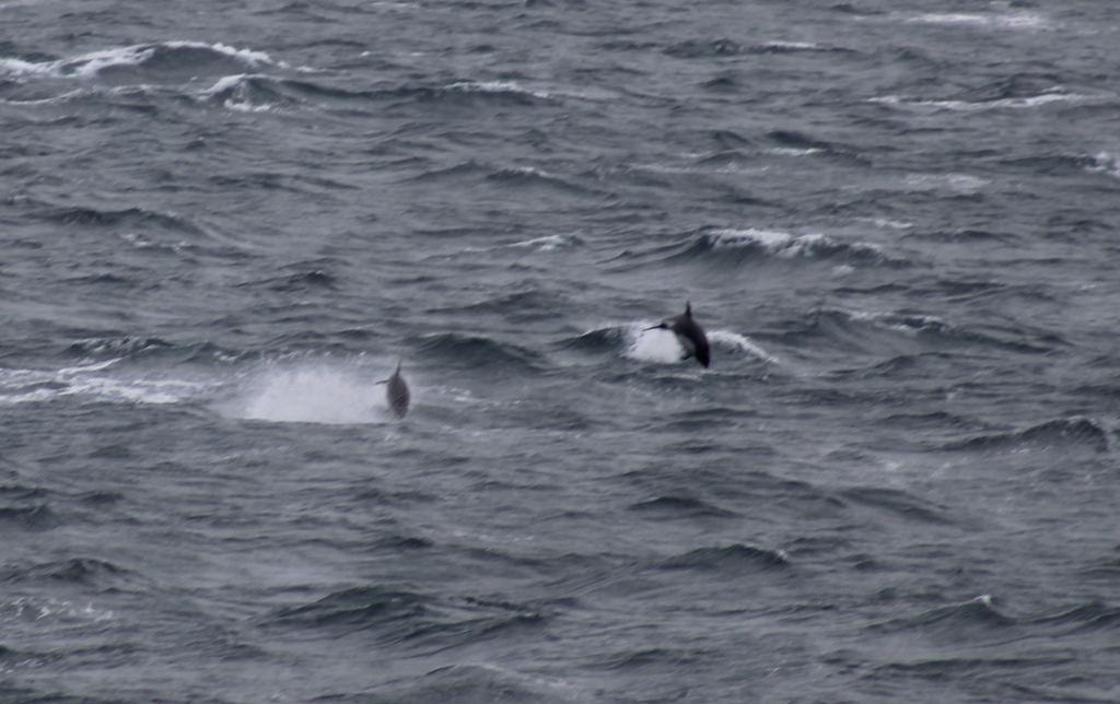 Peale's Dolphin from Ushuaia, AR-TF, AR on March 11, 2020 at 03:57 PM ...