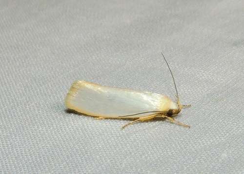 Eochrois callianassa · iNaturalist