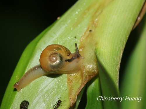 Ibycus hiraseanus · iNaturalist