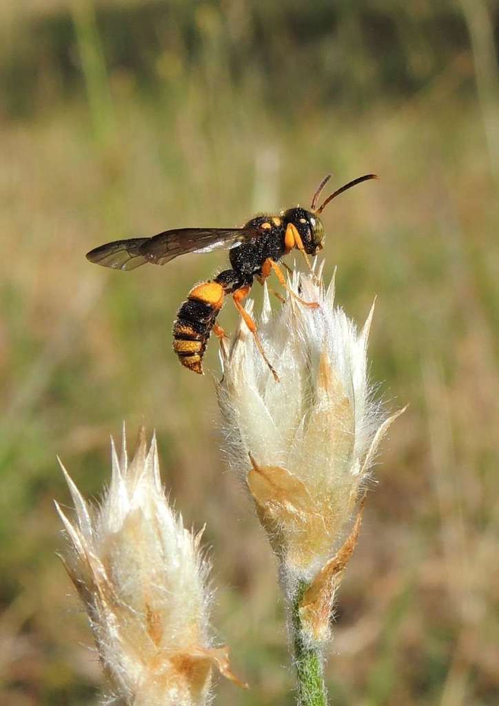 Typical Weevil Wasps and Allies from Moyne - North-East, AU-VI, AU on ...