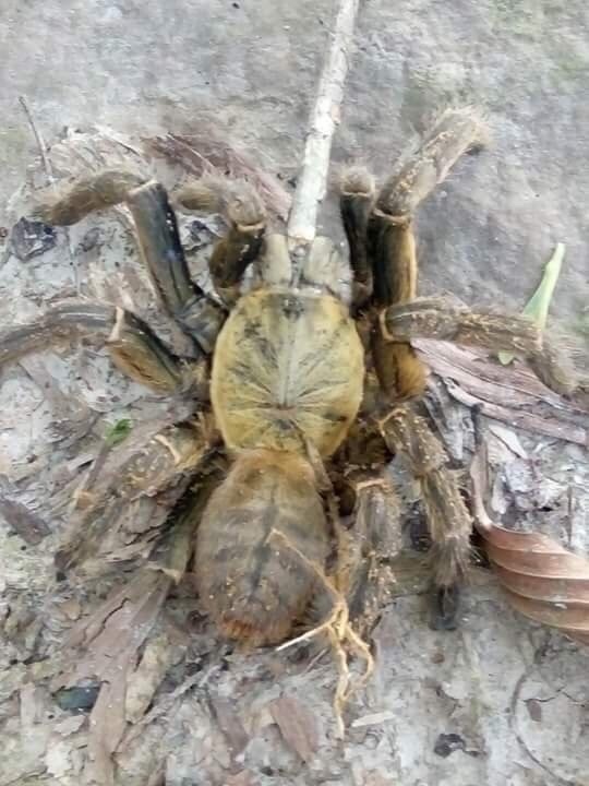 Chinese Giant Gold Tarantula from Hẻm 112 Nguyễn Văn Hưởng, Ho Chi Minh ...