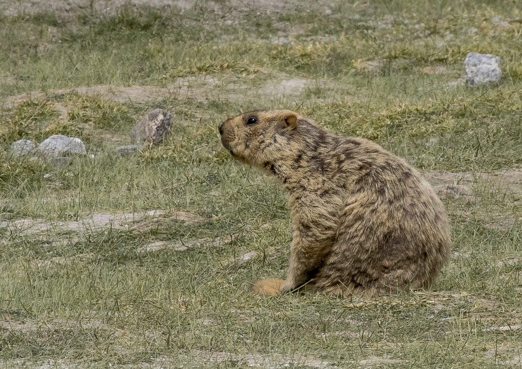 Himalayan Marmot (Marmota himalayana) - Know Your Mammals