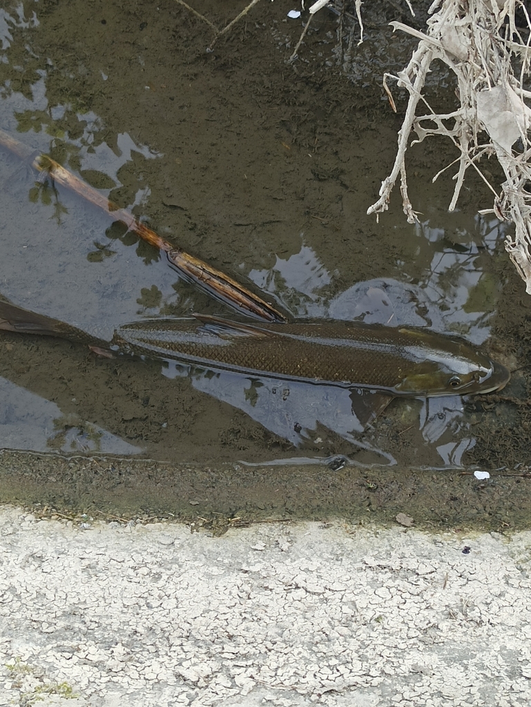 Common Barbel from 68490 Hombourg, France on May 22, 2020 at 08:08 AM ...