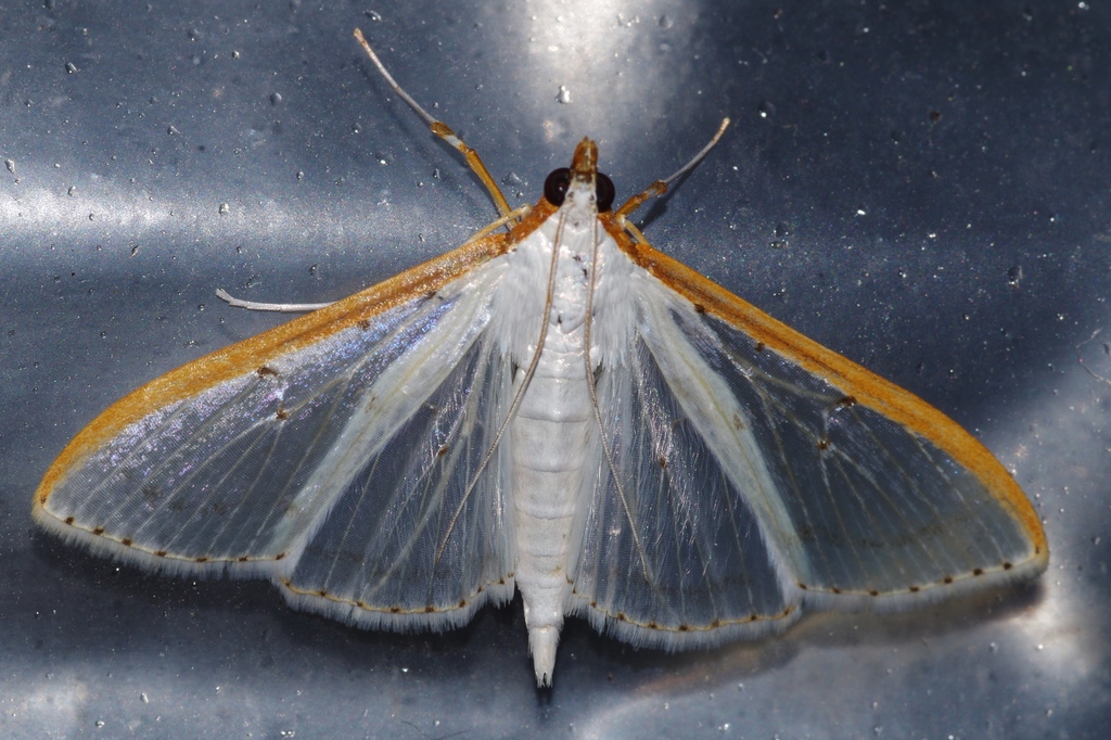 Palpita nigropunctalis from 日本、〒905-1422 沖縄県国頭郡国頭村字宜名真 on February 6 ...