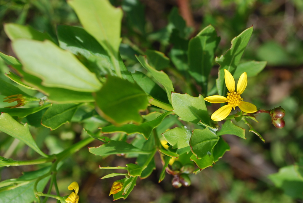 Bietou from Cape Winelands, South Africa on September 15, 2013 at 07:47 ...