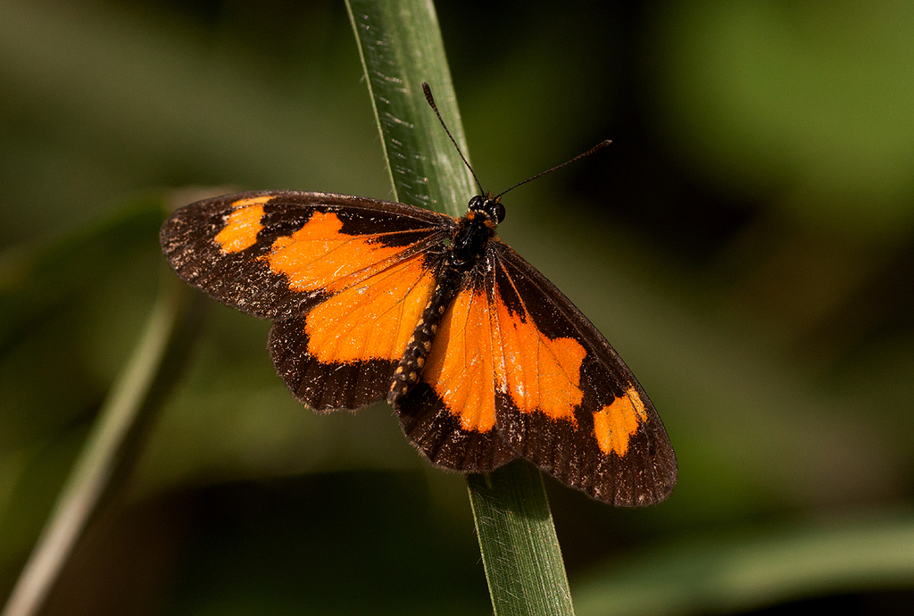 Falls Acraea (Lepidoptera of Botswana) · iNaturalist