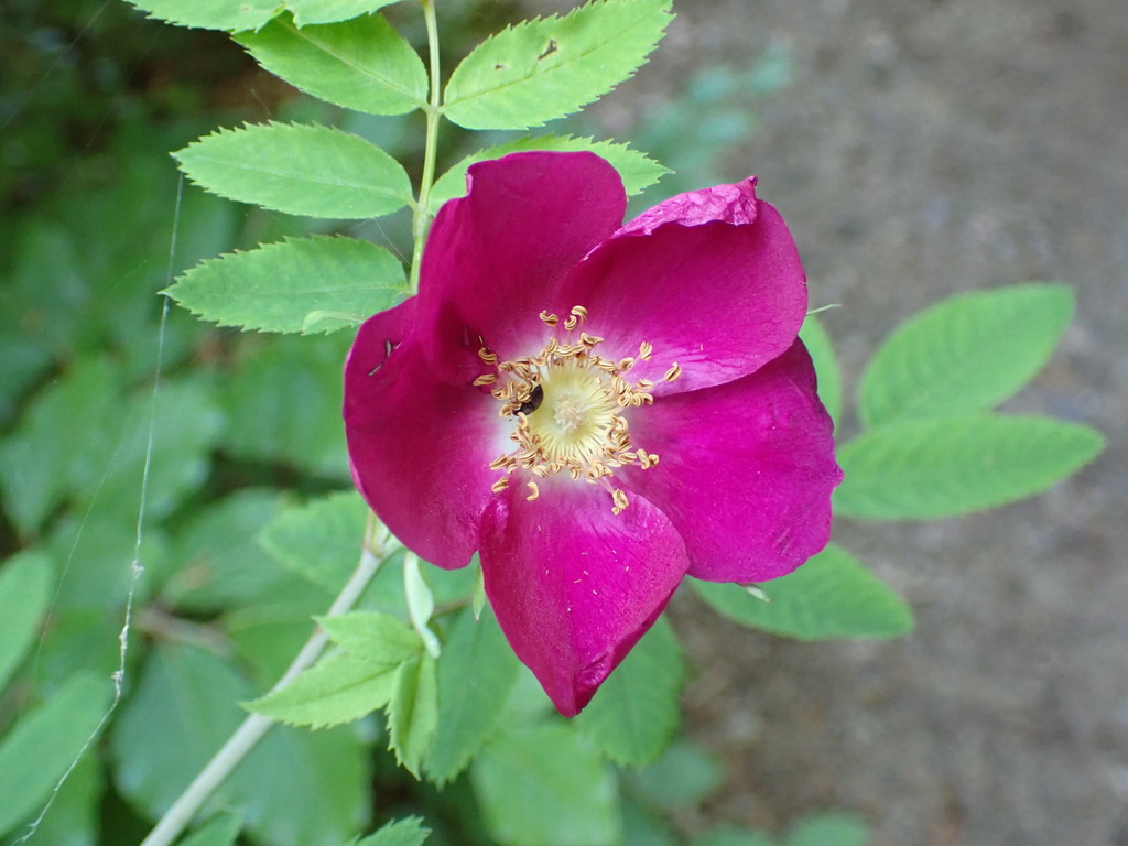 Alpine Rose (Rosa pendulina) - Botanical Realm