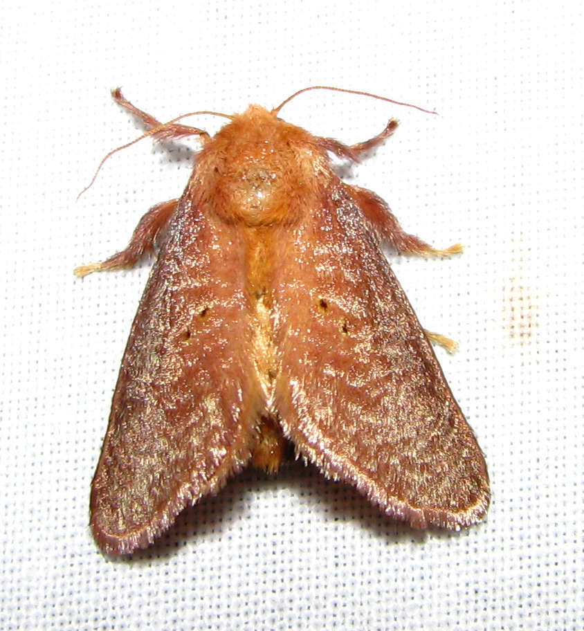 Four-spotted Cup Moth in January 2012 by Cathy Powers · iNaturalist