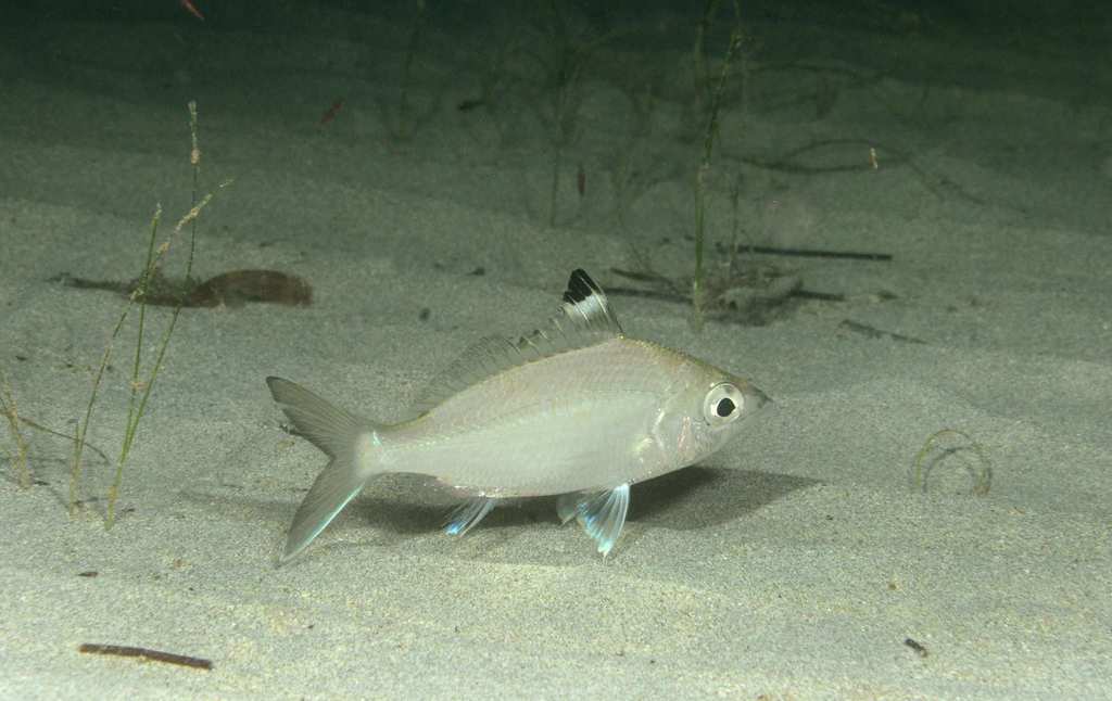 Flagfin Mojarra (Eucinostomus melanopterus) - Marine Life Identification