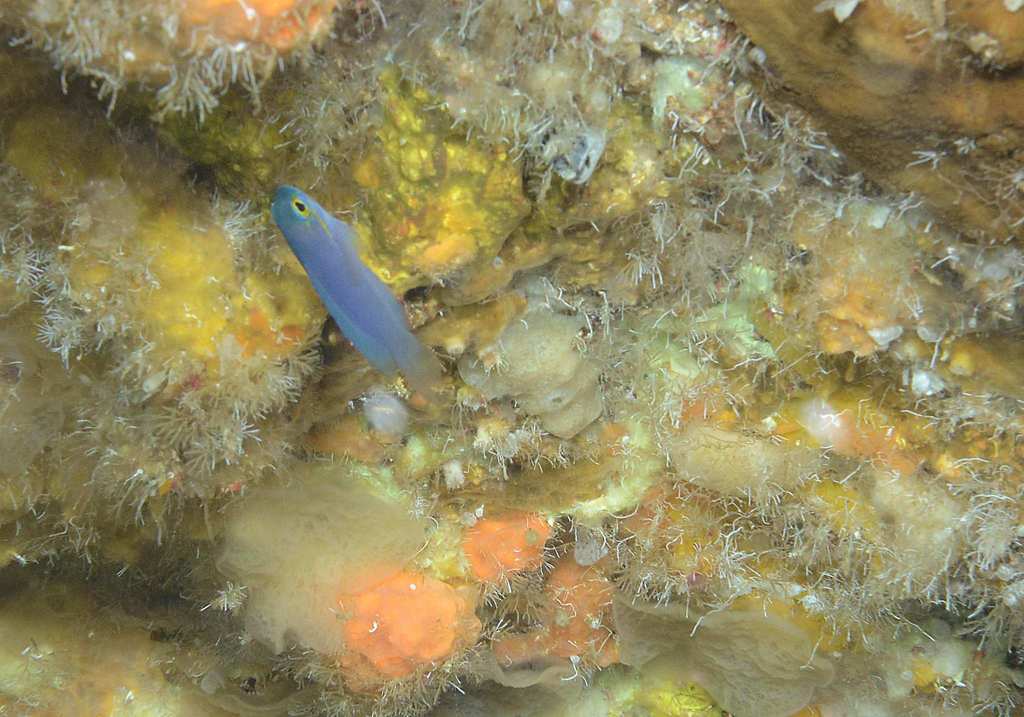 Yellowcheek Basslet (Gramma linki) - Marine Life Identification