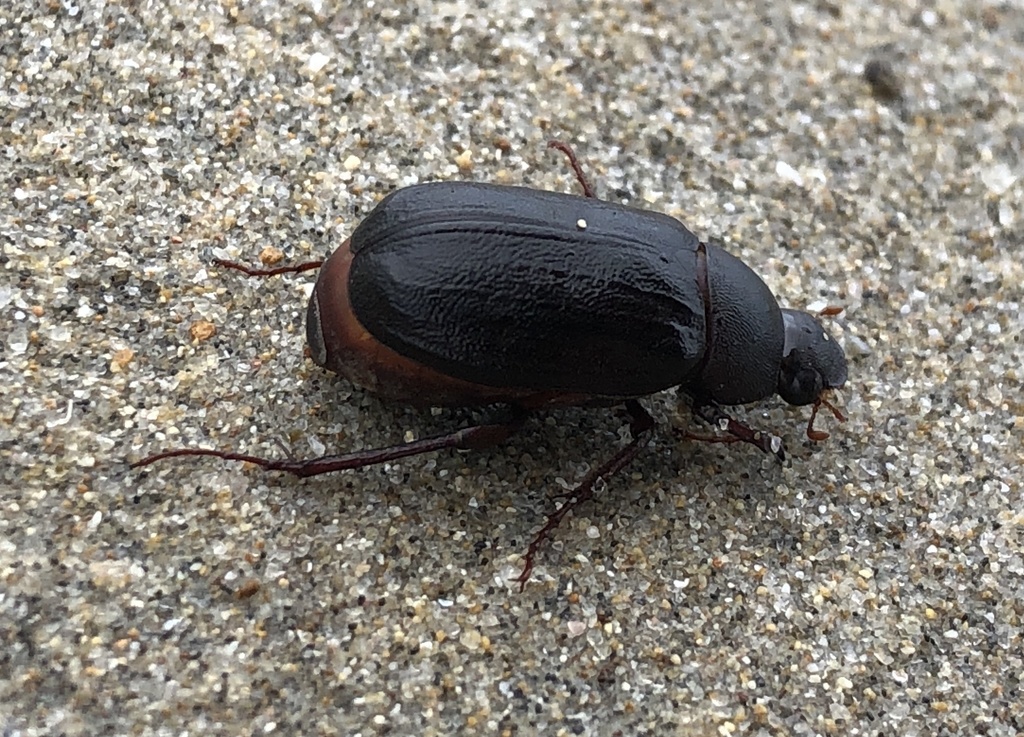 Sophrops personata from Pui O area on May 16, 2020 by biobank-lantauhk ...