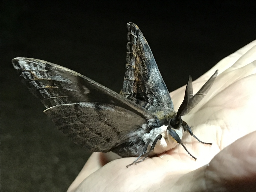 Batwing Moth from Collins Lane, Yarrambat, VIC, AU on May 22, 2020 at ...