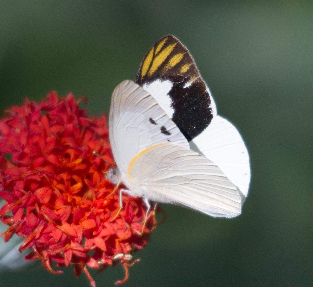 Colotis eris (Moths and Butterflies of the Mfolozi River catchment ...