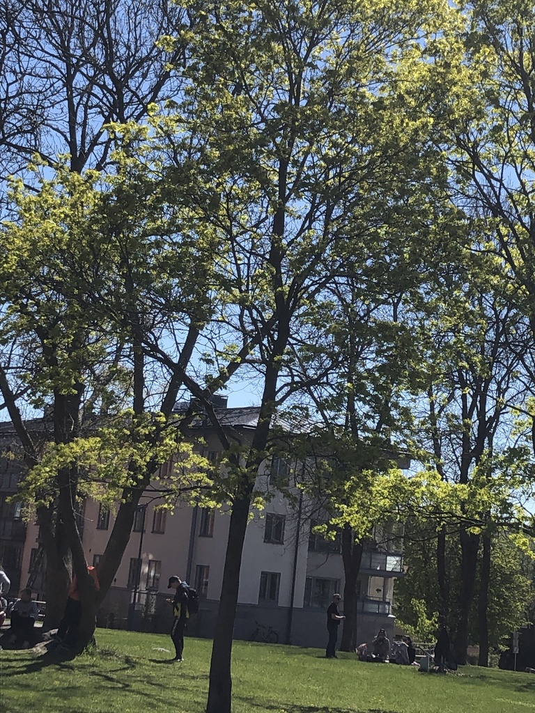 Norway maple from Samppalinna, Turku, Varsinais-Suomi, FI on May 22 ...