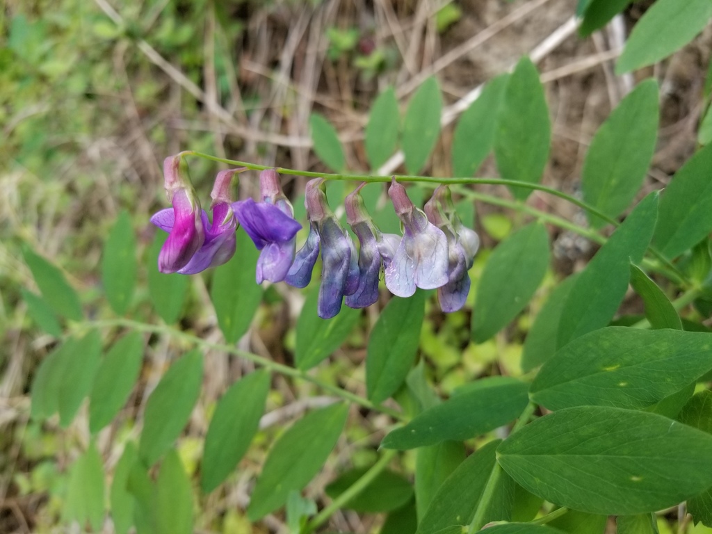 Leafy Pea (Lathyrus polyphyllus) - Botanical Realm