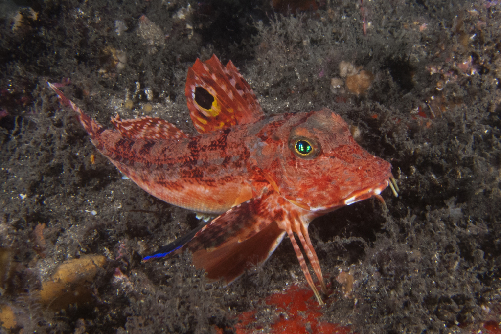 Spiny Gurnard (Fishes of Port Phillip Bay, Victoria) · iNaturalist