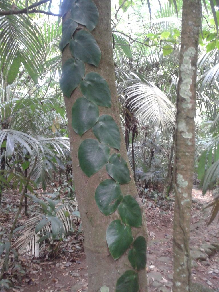 Monstera tuberculata from Catemaco, Ver., México on April 24, 2017 at ...