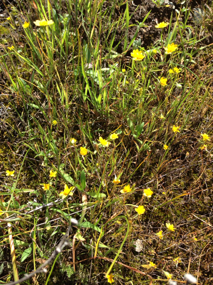 cowbag clover on March 26, 2014 at 02:09 PM by Lew Stringer · iNaturalist
