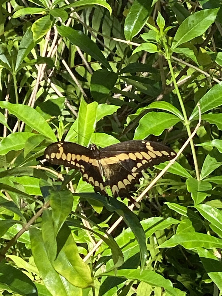 Eastern Giant Swallowtail from Isla Dorada, Miami, FL, US on May 22 ...