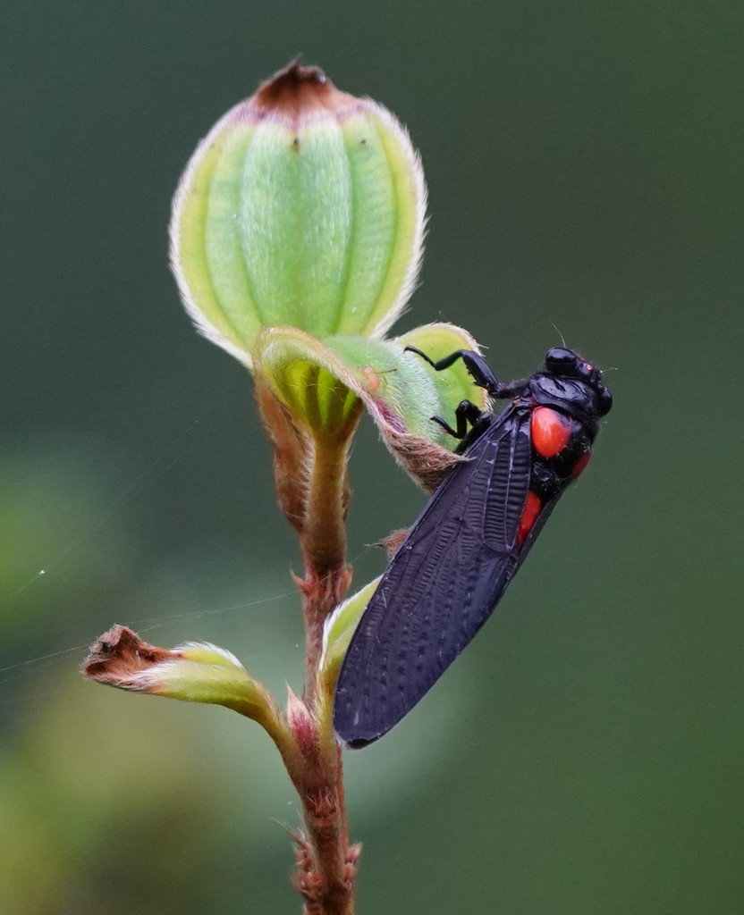 Black and scarlet cicada from 香港香港濕地公園 on May 20, 2020 at 01:21 PM by ...