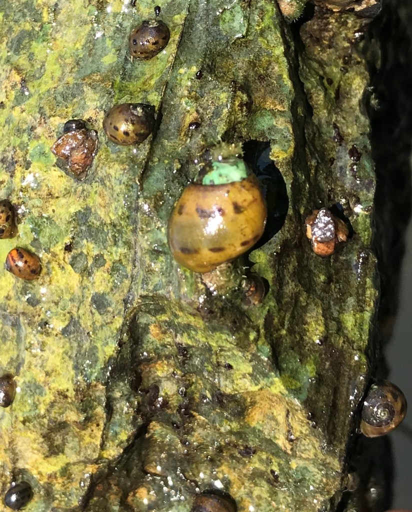 Leptoxis in September 2019 by Jeff Garner. Correct binomen for this is ...