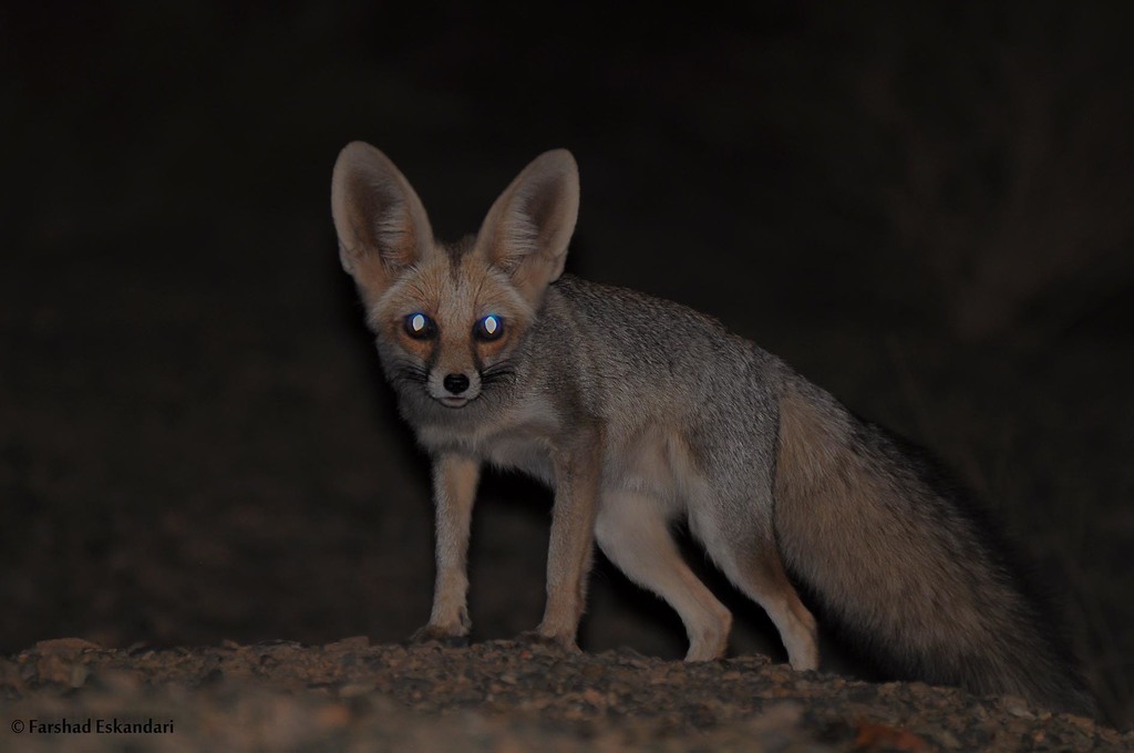 Rüppell's Fox from Garmsar, Semnan Province, Iran on August 13, 2015 at ...