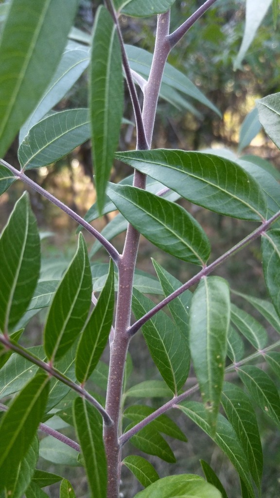 Prairie flameleaf sumac (Rhus lanceolata) - Botanical Realm
